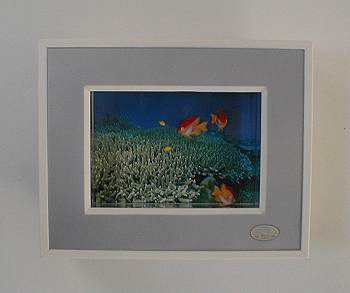 The Easy Aquarium - a fish tank without the work